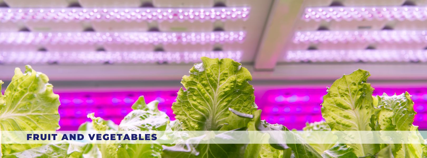 Lighting-Fruit and Vegetables - Irribiz