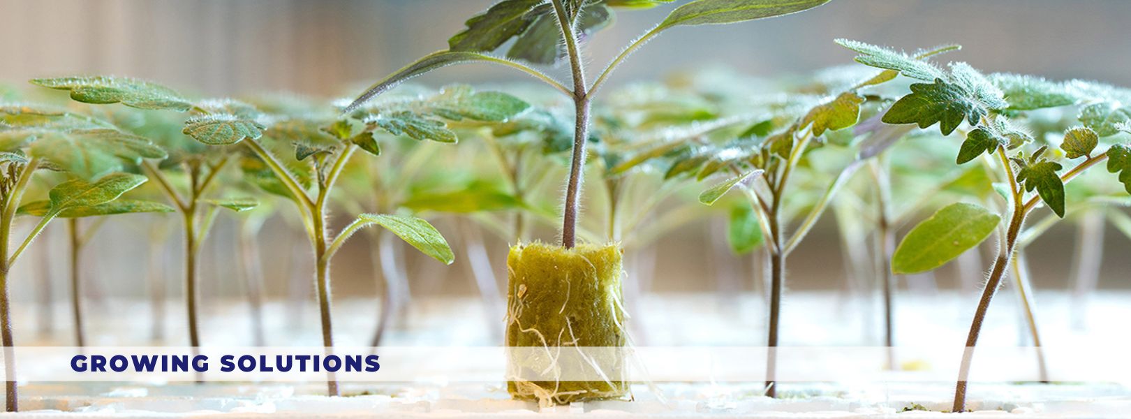 Growing Solutions - Irribiz