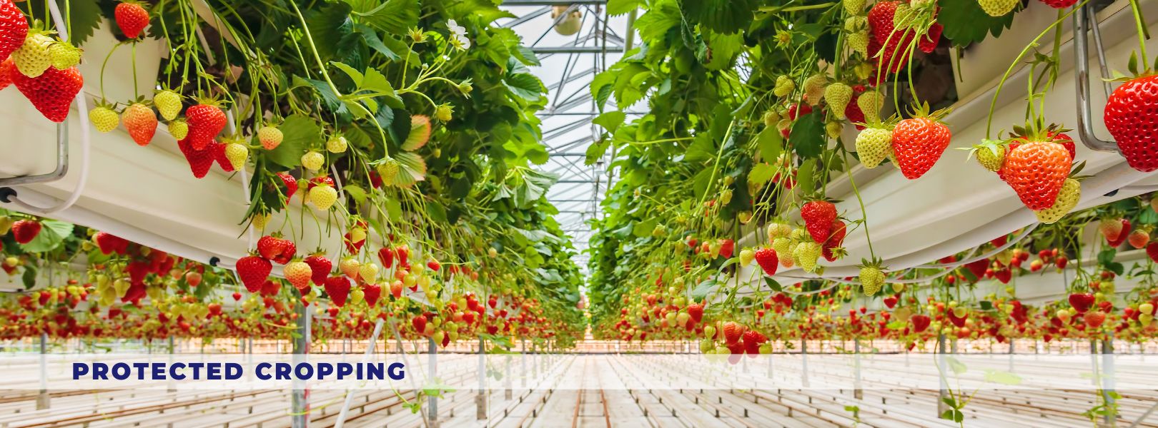 Protected Cropping - Irribiz