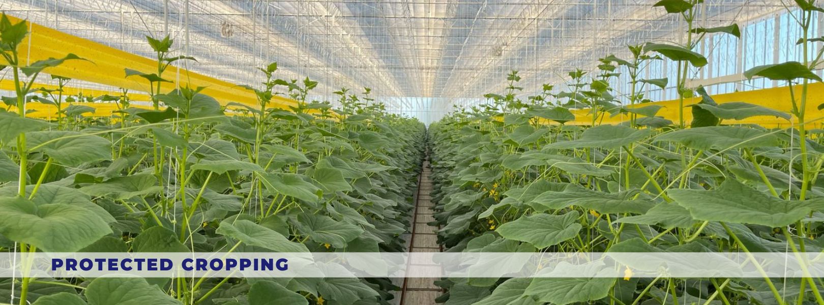 Protected Cropping - Irribiz